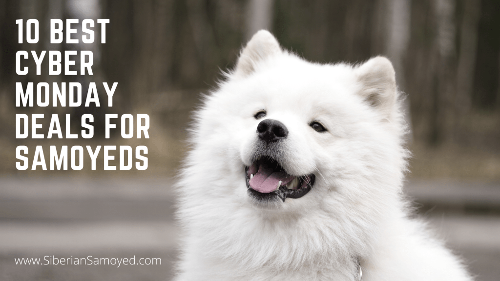 Best Cyber Monday Deals for Samoyed Owners - The Samoyed